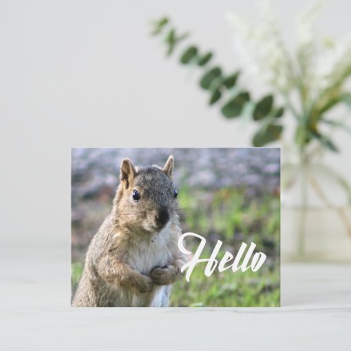 cute squirrel post card- hello/hi/greeting postcard | Zazzle