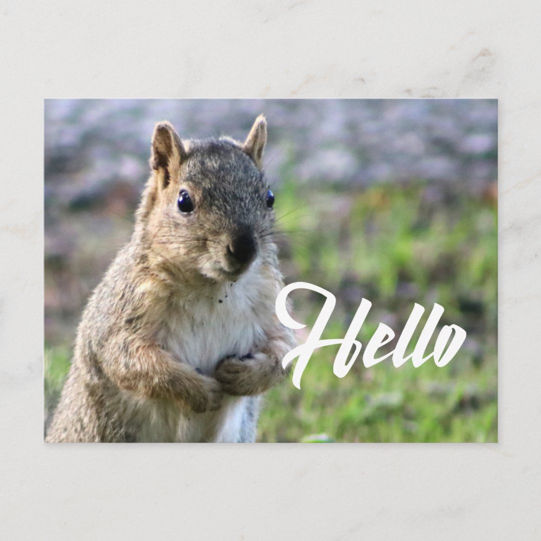cute squirrel post card- hello/hi/greeting postcard | Zazzle