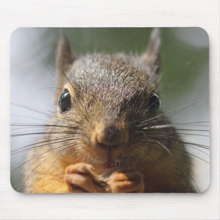 Cute Squirrel Smiling Photo Mouse Pad | Zazzle.com