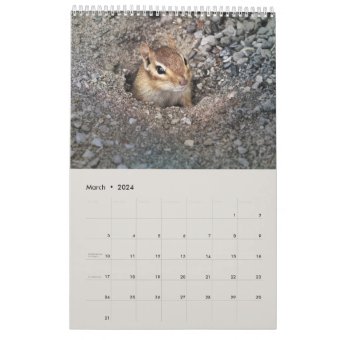Cute Squirrels and Chipmunks Funny Animal Photos Calendar | Zazzle