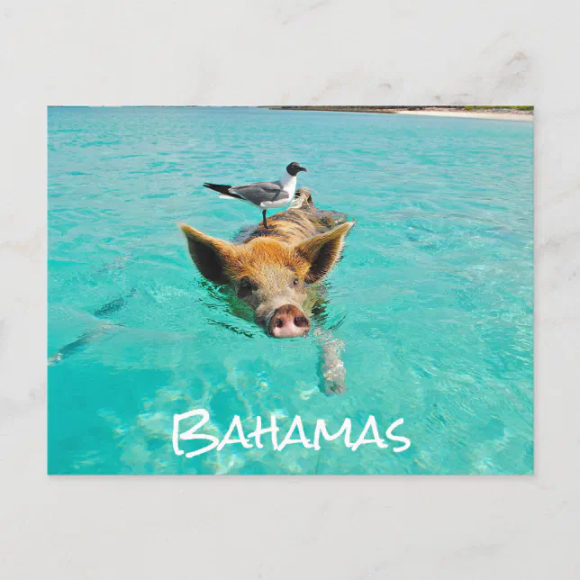 Cute Swimming Pig Exuma Bahamas Postcard | Zazzle