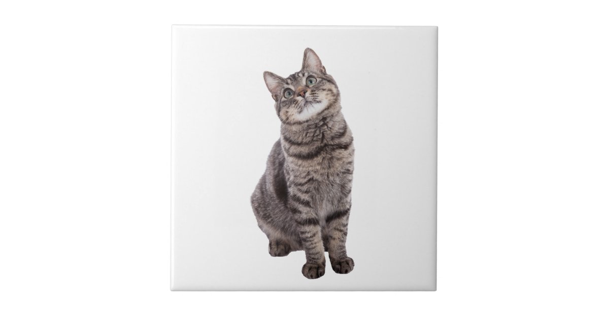 Cute Tabby Cat Ceramic Tile | Zazzle