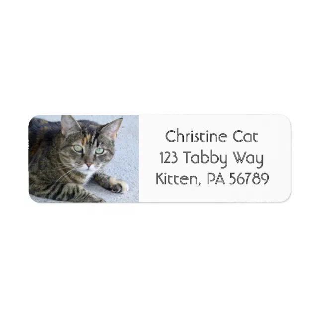Cute Tabby Cat Photo Label | Zazzle