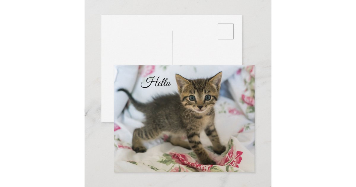 Cute Tabby Kitten Looking Surprised Hello Postcard | Zazzle