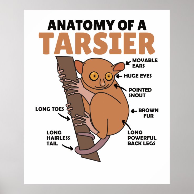 Cute Tarsier Anatomy Of A Tarsier Explanation Poster | Zazzle