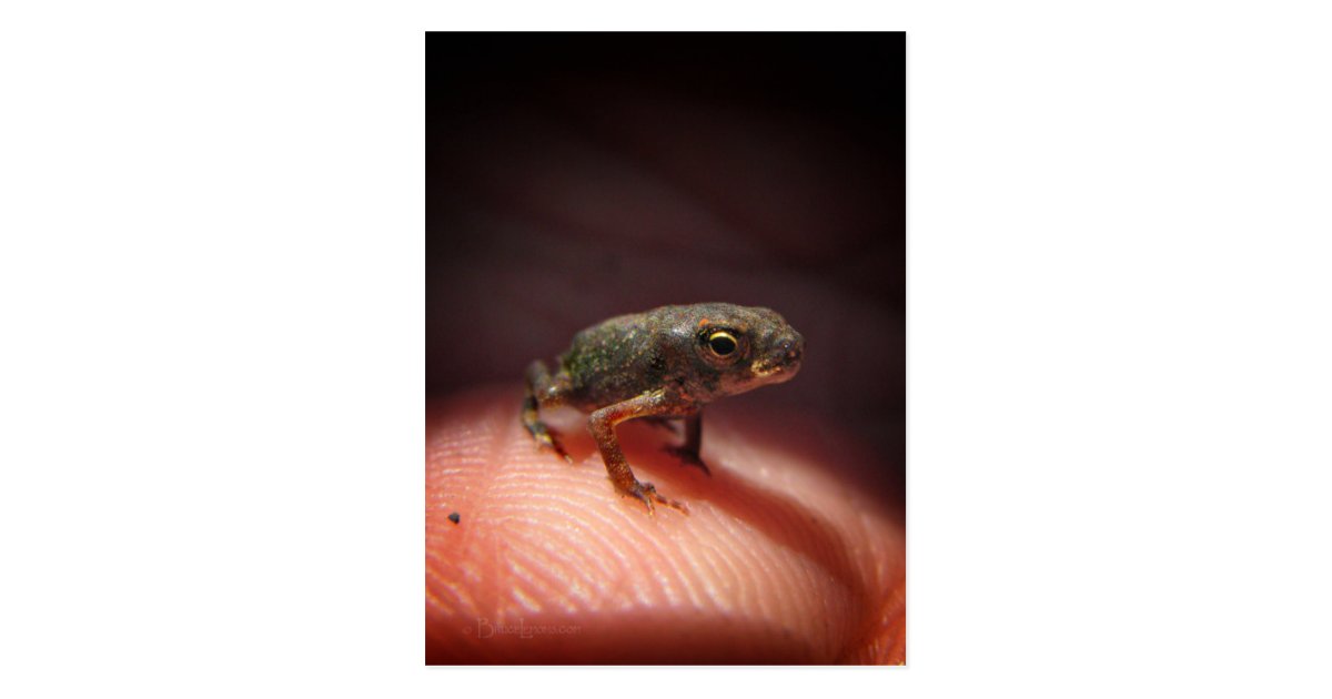 Cute Tiny Baby Toad / Tadpole Postcard | Zazzle.com