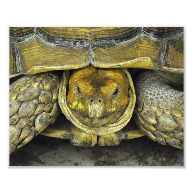 Cute Tortoise Hello Poster | Zazzle