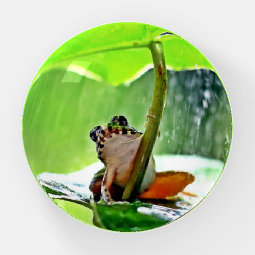 Cute Tree Frog Umbrella Leaf Rain Sparkle Shine Paperweight | Zazzle