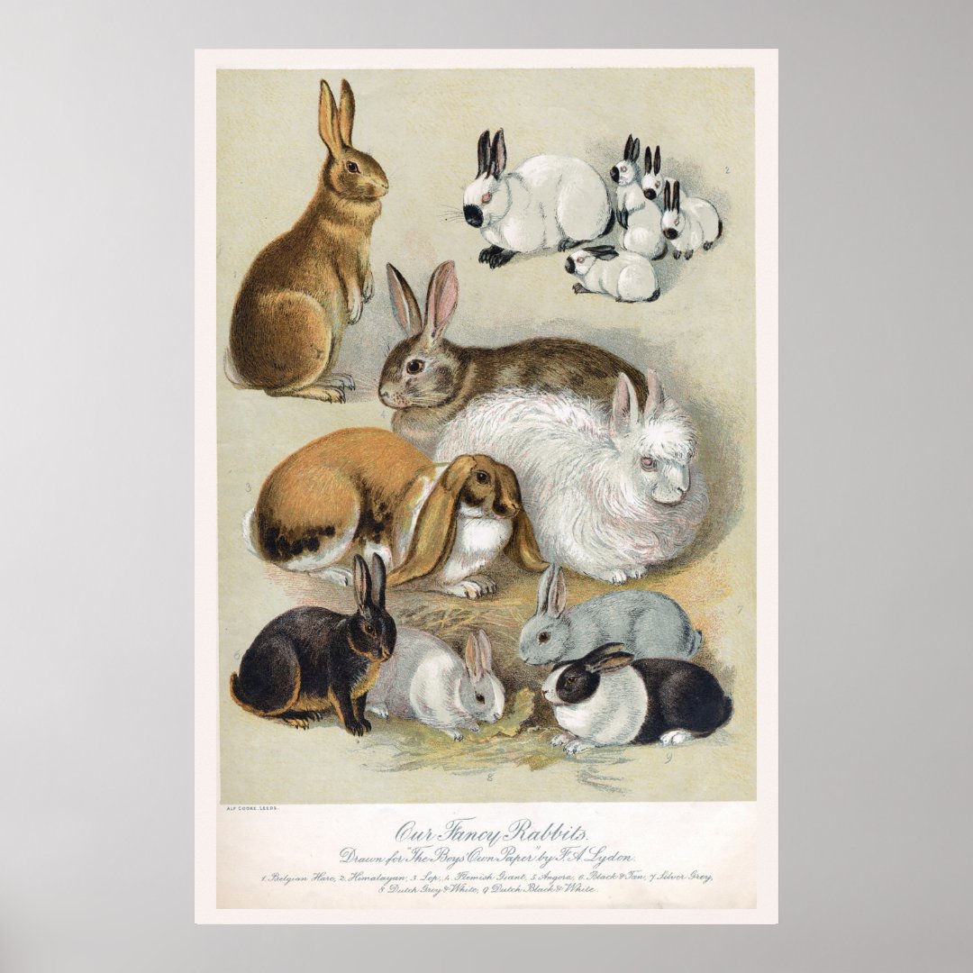 Cute Vintage Retro Bunny Rabbit Poster | Zazzle
