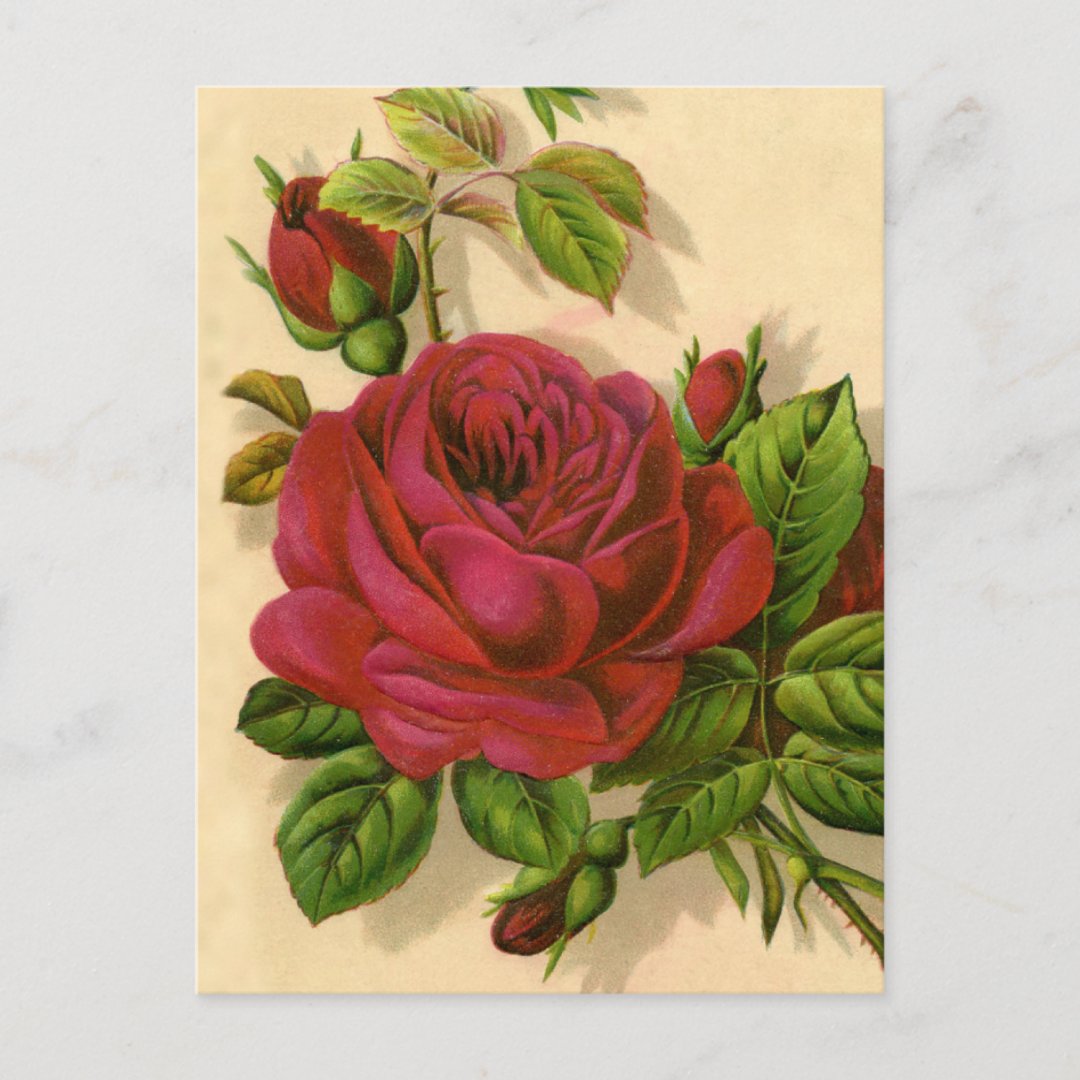 cute vintage roses postcard | Zazzle