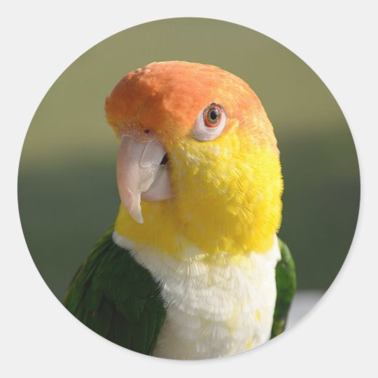 Cute White Bellied Caique Parrot Classic Round Sticker | Zazzle.com