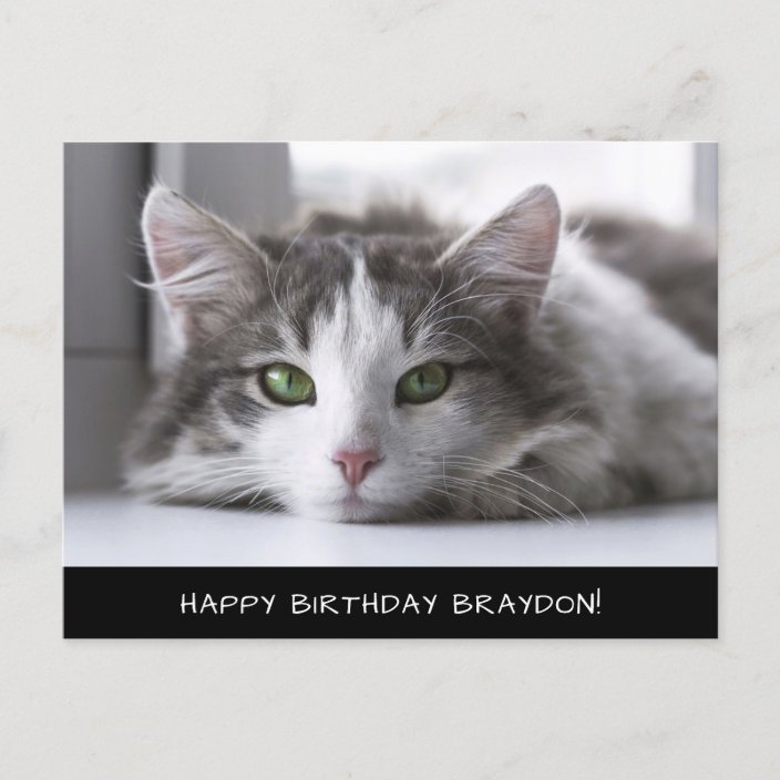 Cute White Cat Birthday Postcard | Zazzle.com