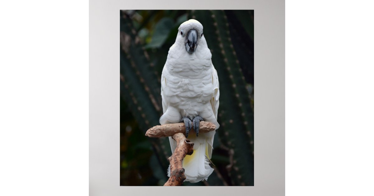 Cute white cockatoo poster | Zazzle