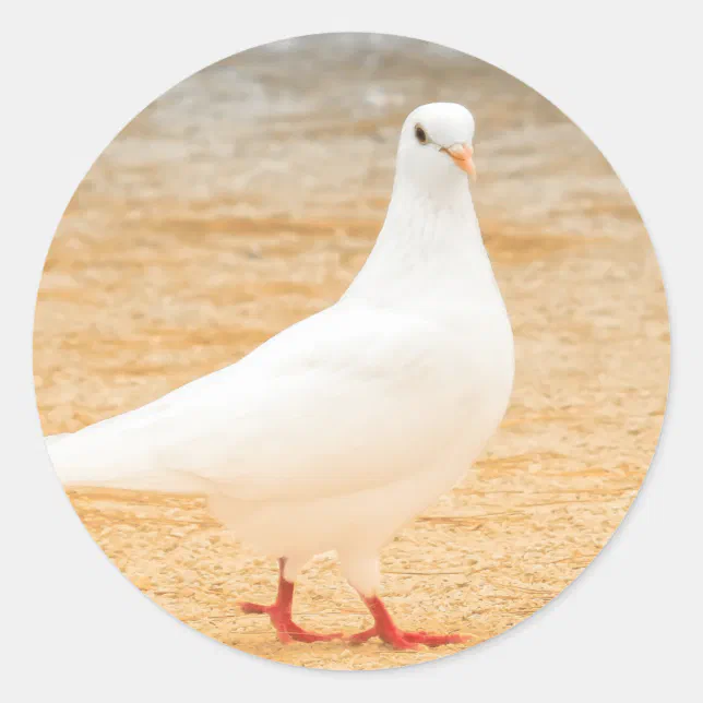Cute White Pigeon Classic Round Sticker | Zazzle