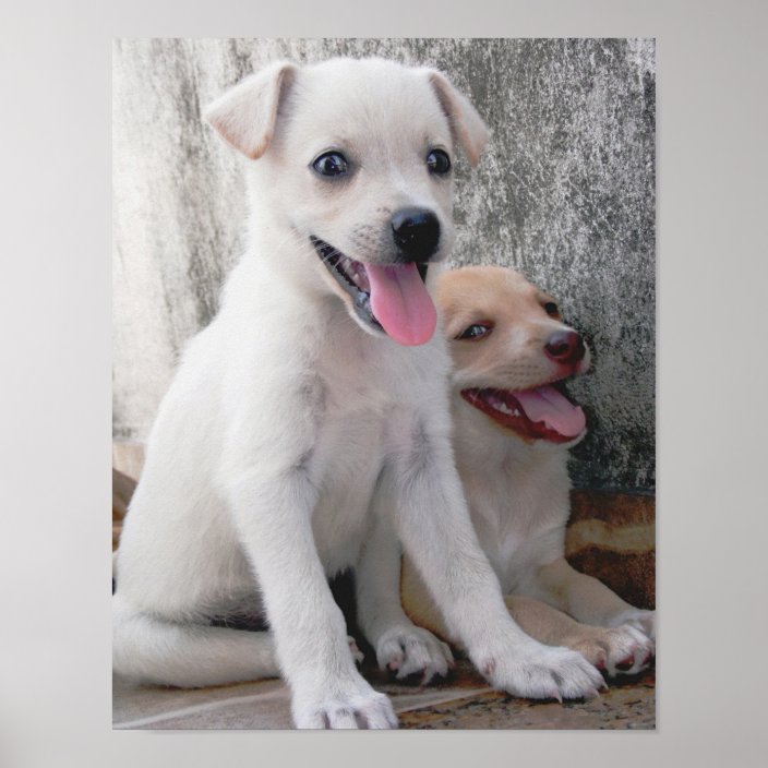 Cute White Puppy Poster | Zazzle.com