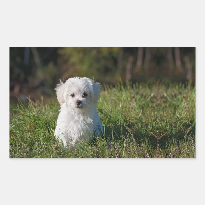 Cute white puppy rectangular sticker | Zazzle