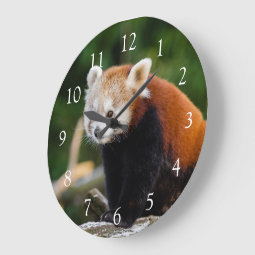 Cute Wild Red Panda Photo Large Clock | Zazzle