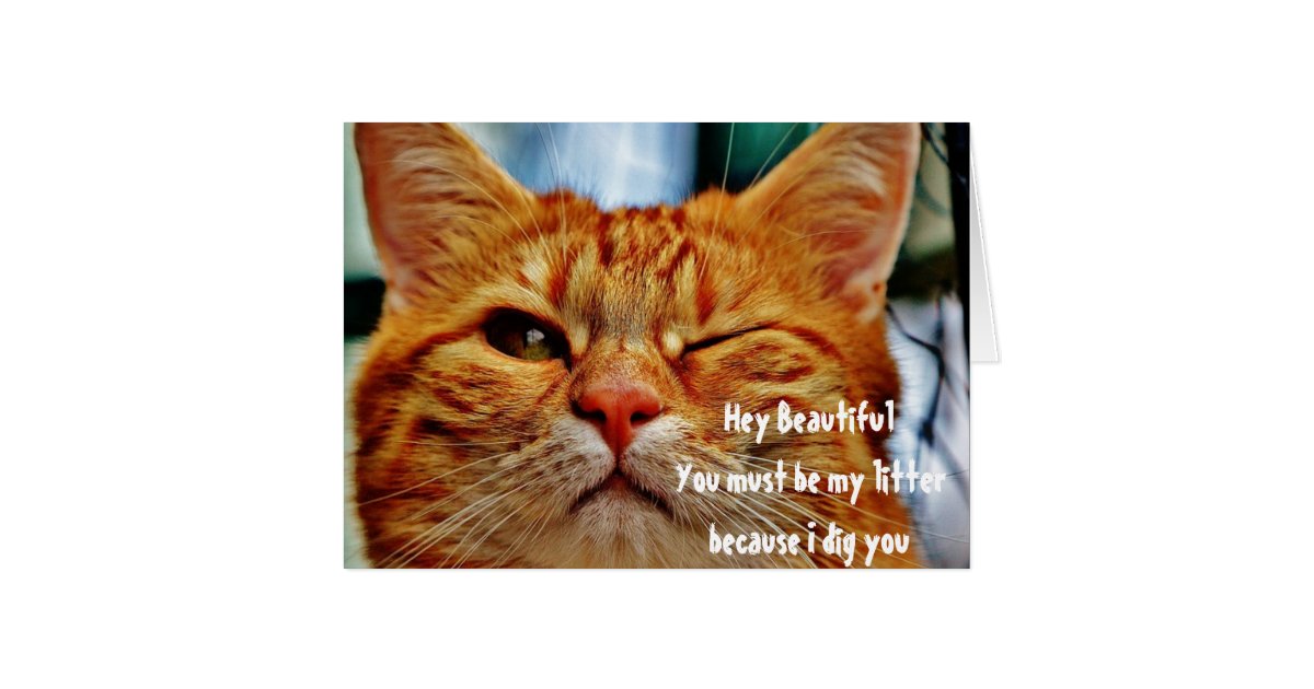Cute Winking Cat Love Flirting Pick Up Line Funny | Zazzle