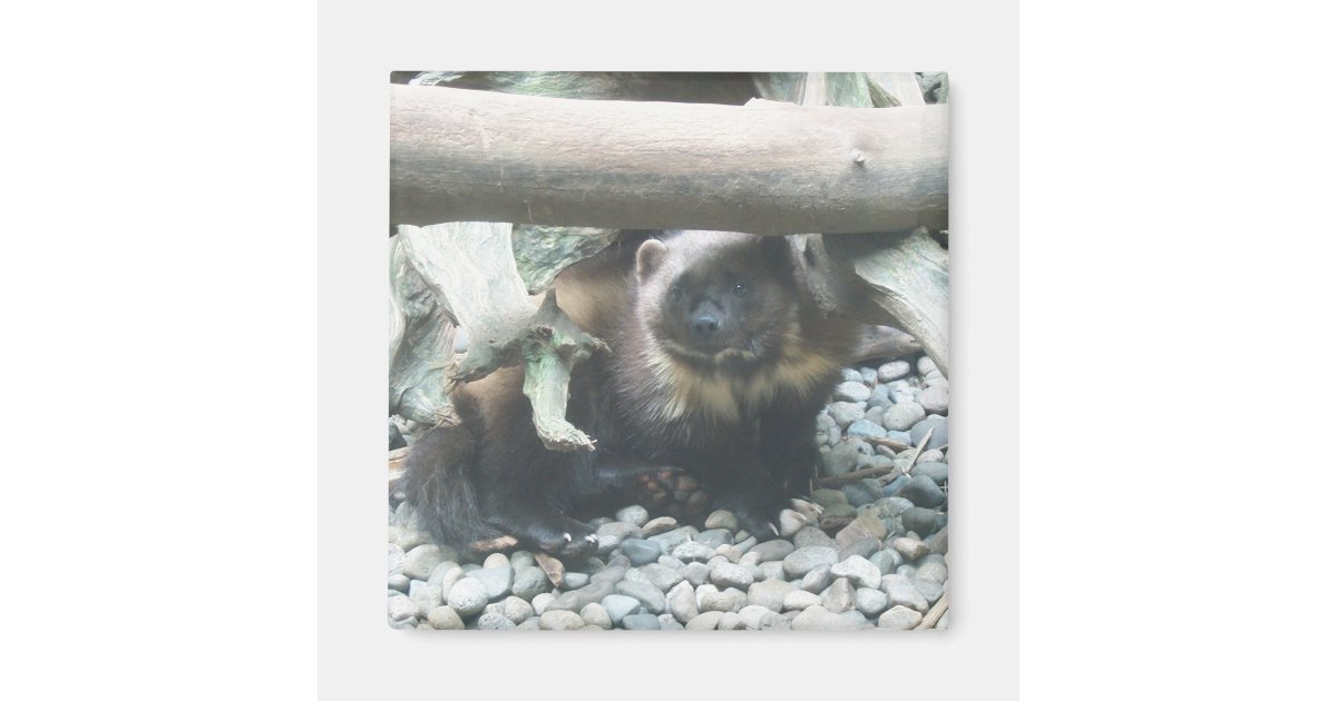 Cute Wolverine Magnet | Zazzle
