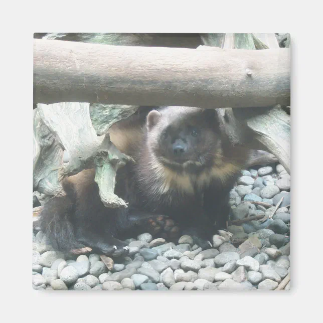 Cute Wolverine Magnet | Zazzle