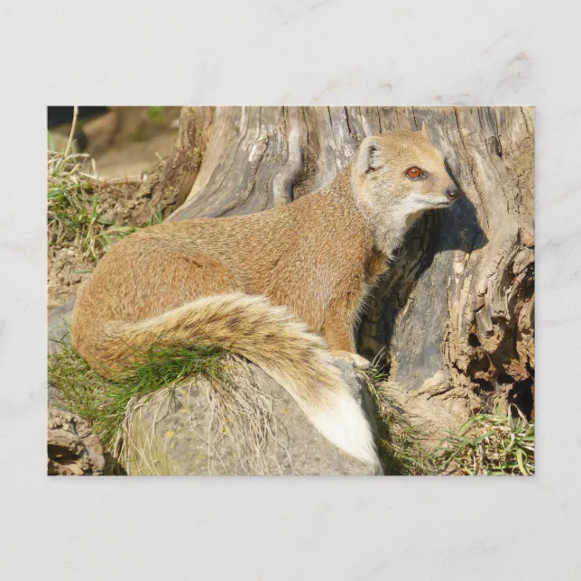 Cute Yellow Mongoose Postcard | Zazzle