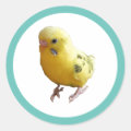 Cute Yellow Parakeet Friendly Pet Bird Photograph Classic Round Sticker ...