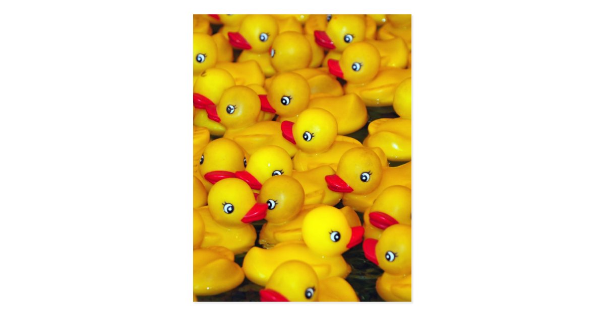 Cute yellow rubber duckies postcard | Zazzle.com