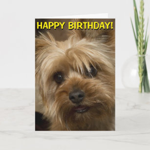 Yorkie Birthday Cards | Zazzle