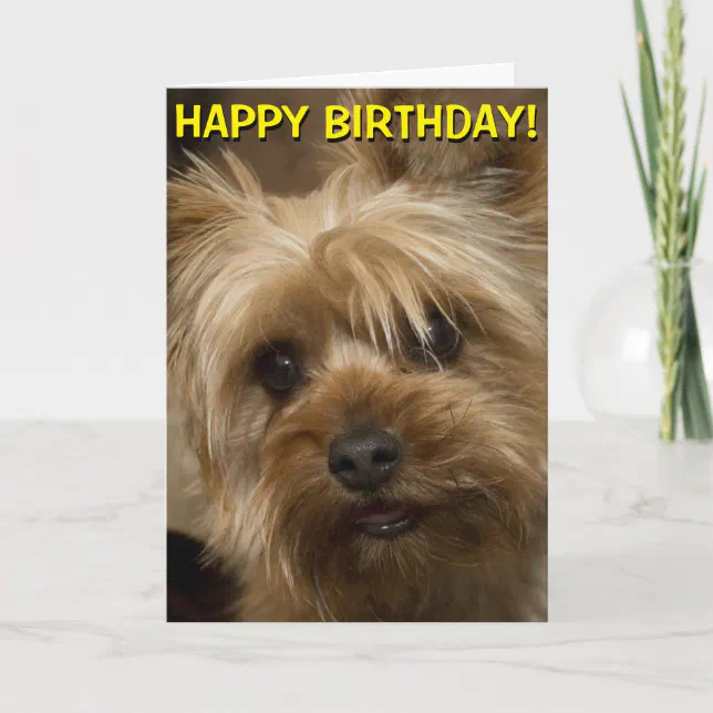 Cute Yorkie birthday card | Zazzle