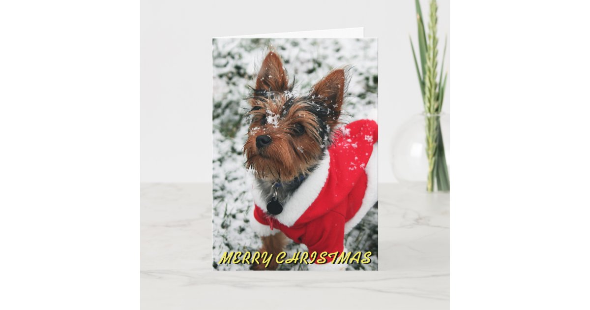 Cute Yorkie Christmas Card | Zazzle