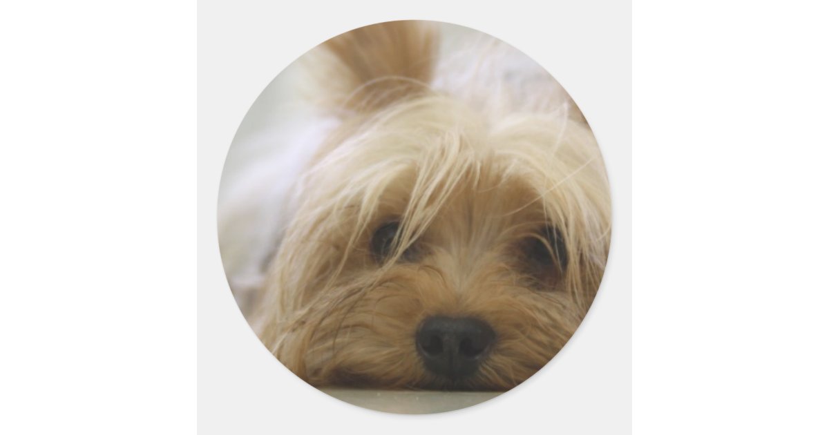 Cute Yorkie Classic Round Sticker | Zazzle