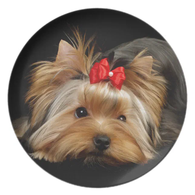 Cute yorkie dinner plate | Zazzle