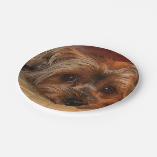 Cute Yorkshire terrier,yorkie puppy dog Paper Plates | Zazzle