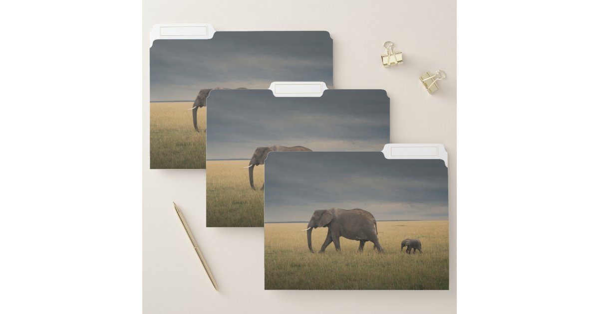 Cutest Baby Animals | African Elephant Family File Folder | Zazzle
