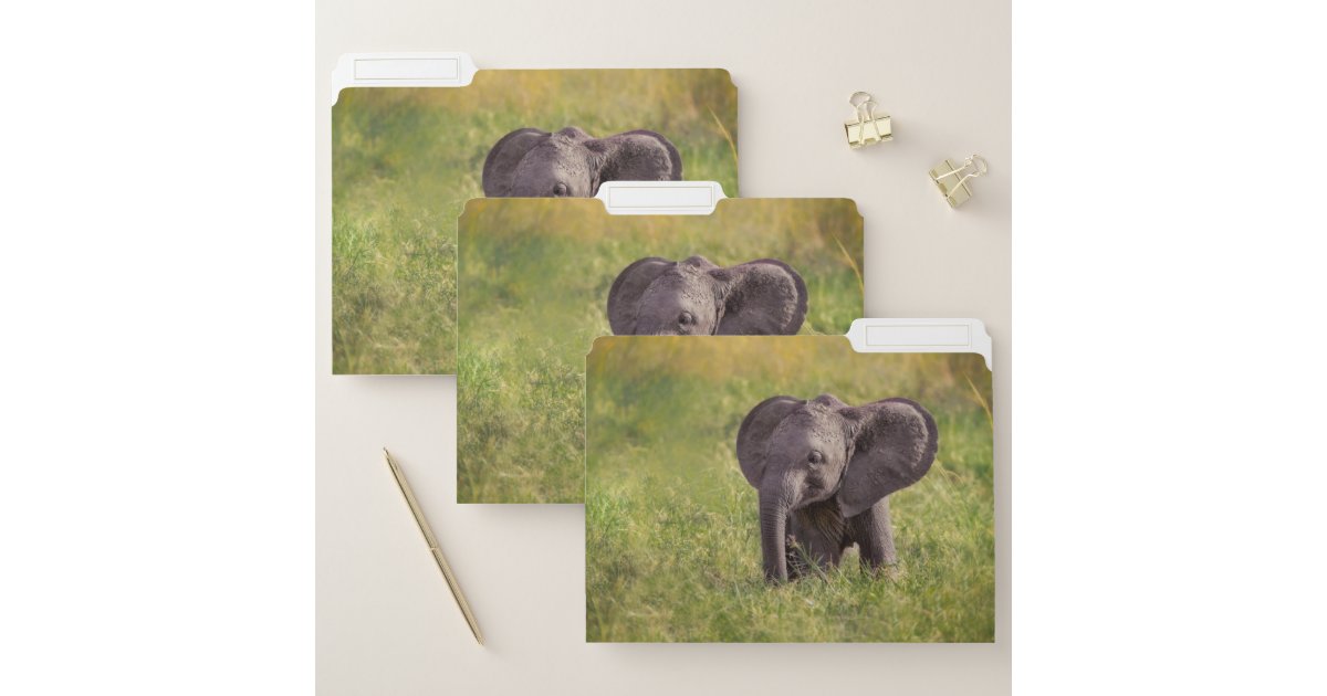 Cutest Baby Animals | Baby Elephant Kenya Africa File Folder | Zazzle