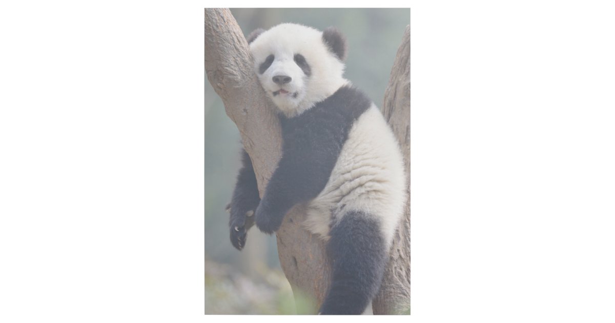 Cutest Baby Animals | Baby Panda Bear Sleeping Gallery Wrap | Zazzle
