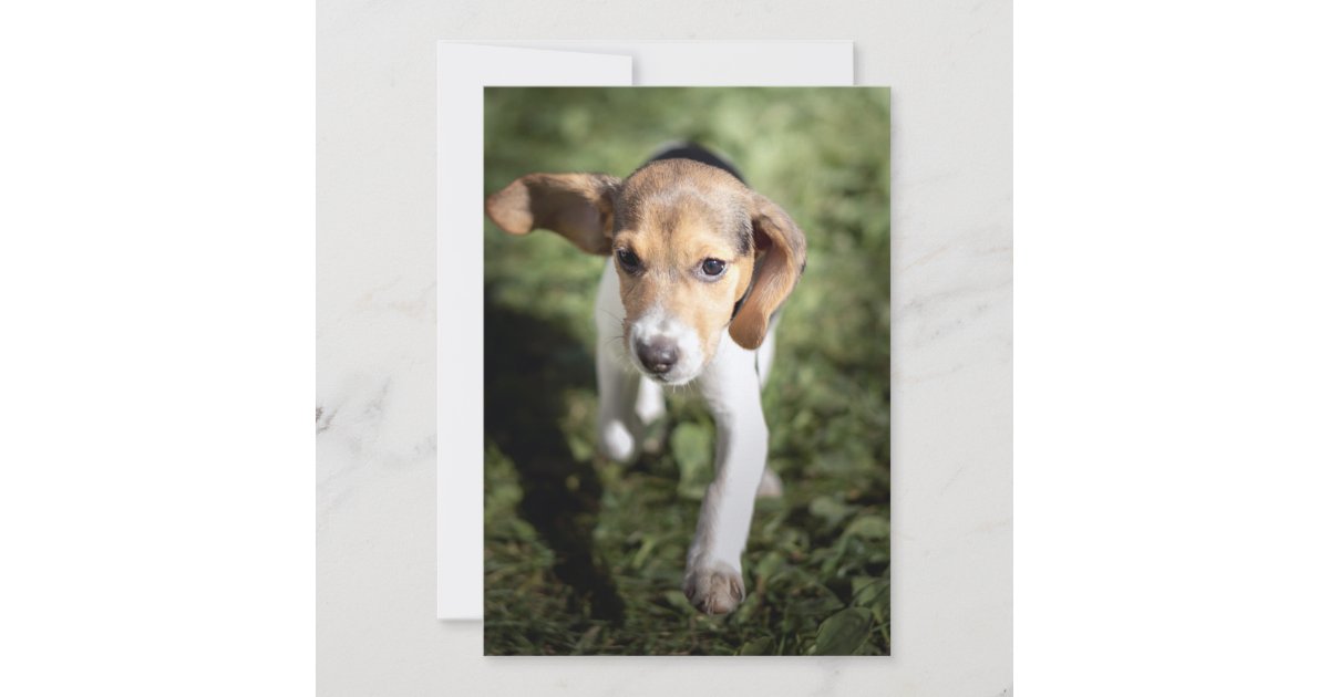 Cutest Baby Animals | Beagle Puppy Thank You Card | Zazzle