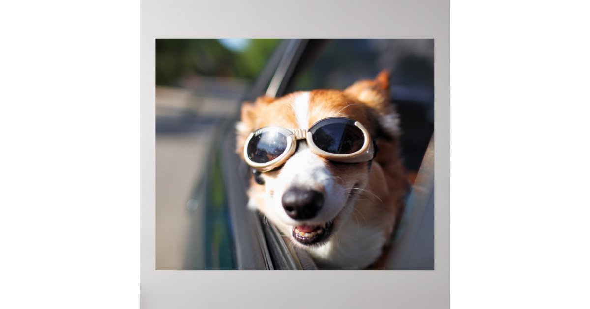 Cutest Baby Animals | Corgi Goggles in the Car Poster | Zazzle