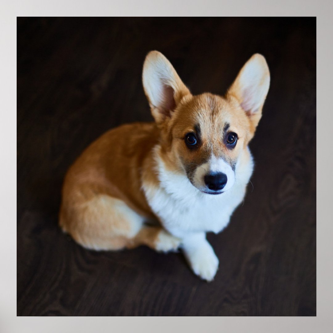 Cutest Baby Animals | Corgi Looking Up Poster | Zazzle