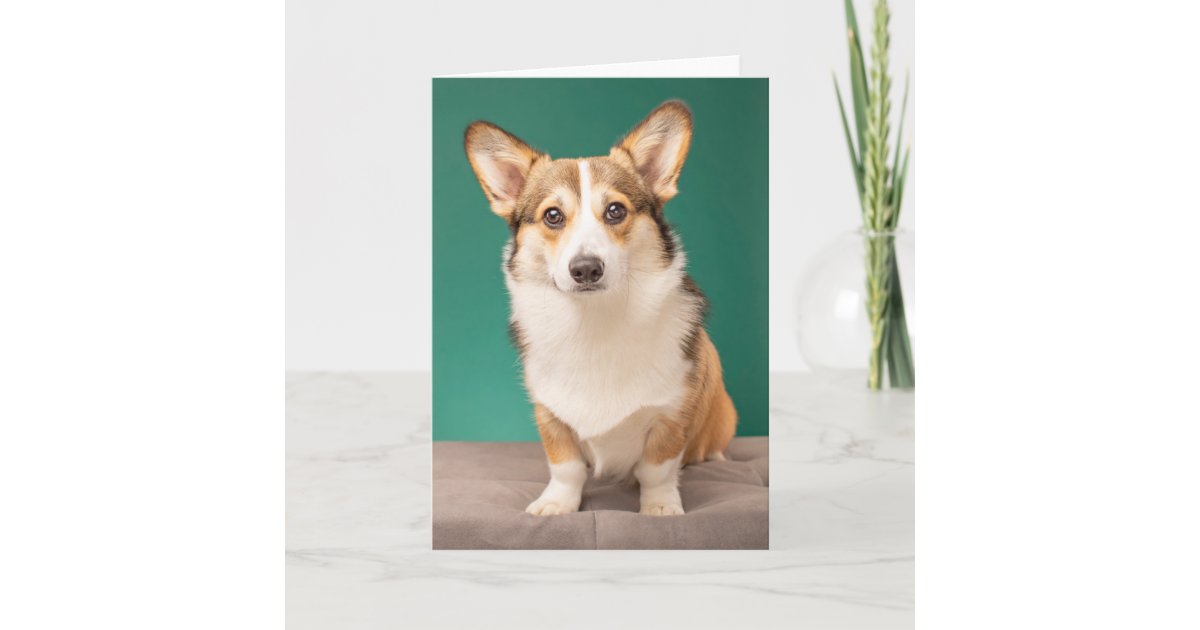 Cutest Baby Animals | Corgi on Teal Card | Zazzle