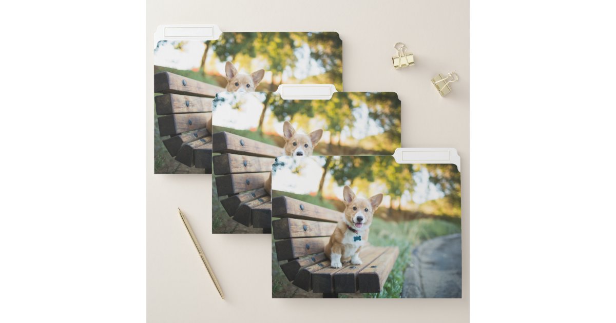 Cutest Baby Animals | Corgi Puppy on a Park Bench File Folder | Zazzle