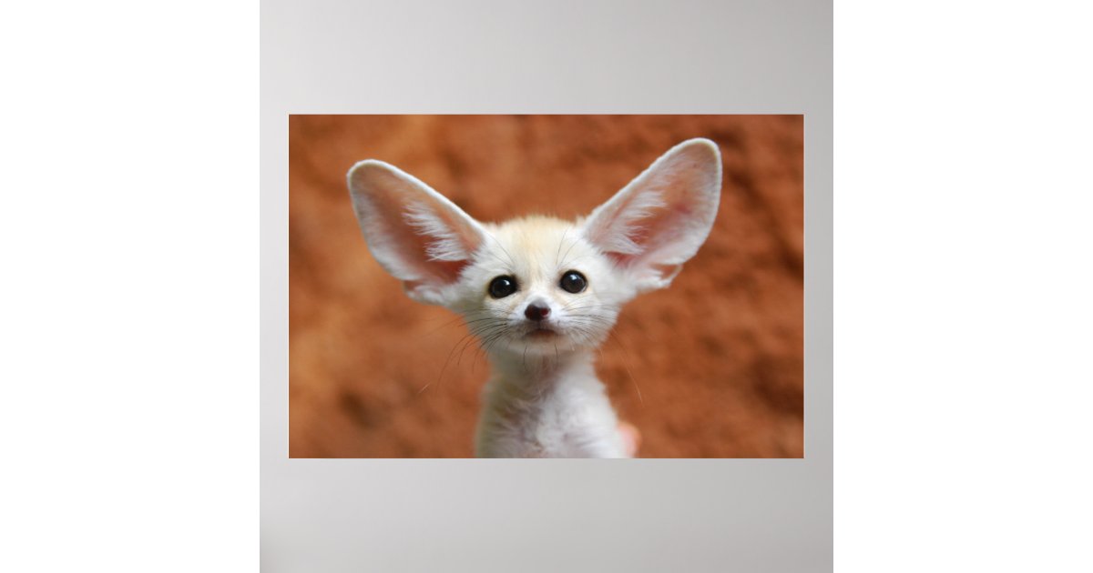 Cutest Baby Animals | Fennec Fox Pup Poster | Zazzle