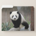 Cutest Baby Animals | Giant Panda Baby File Folder | Zazzle