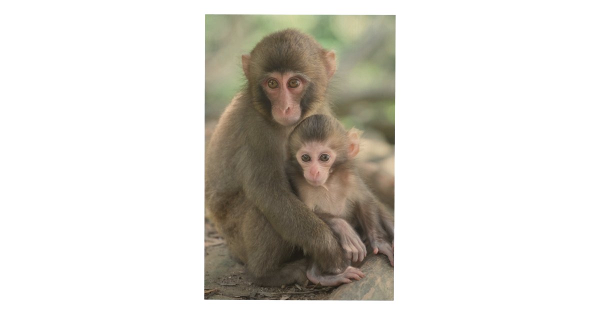 Cutest Baby Animals | Japanese Monkeys Wood Wall Art | Zazzle