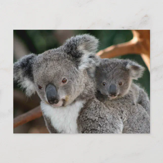 Cutest Baby Animals | Koala and Joey Postcard | Zazzle