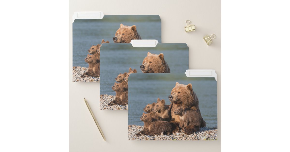 Cutest Baby Animals | Mother Bear & Cubs File Folder | Zazzle