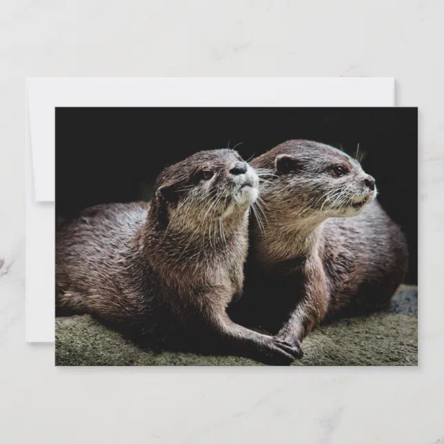 Cutest Baby Animals | Otters Holding Hands Thank You Card | Zazzle