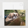 Cutest Baby Animals | Pekingese Puppy in Car Postcard | Zazzle