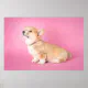 Cutest Baby Animals | Pink Corgi Puppy Poster | Zazzle