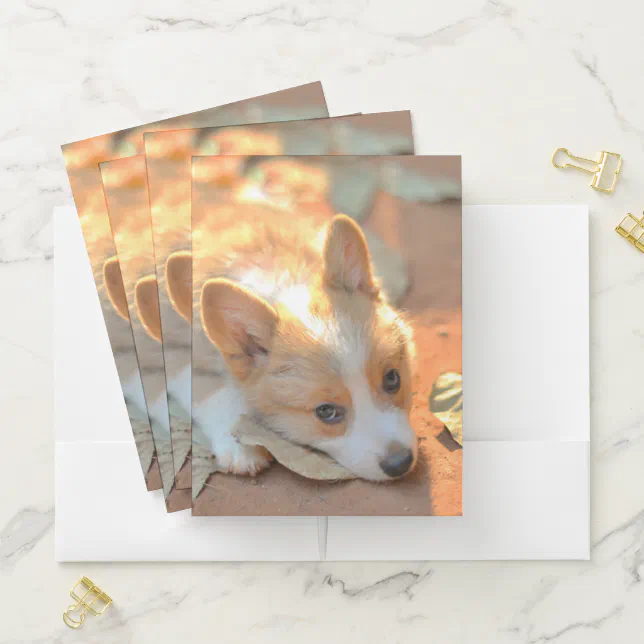 Cutest Baby Animals | Shy Corgi Pocket Folder | Zazzle